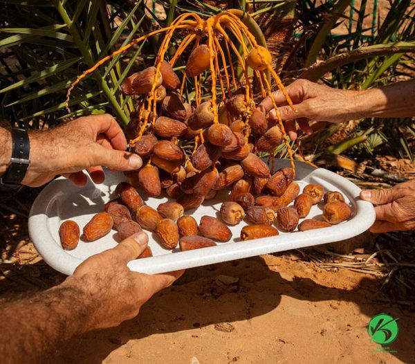 season of dates fruit for fans of super healthy diets - kouroshfoods