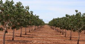 All about where pistachios originate from - kouroshfoods