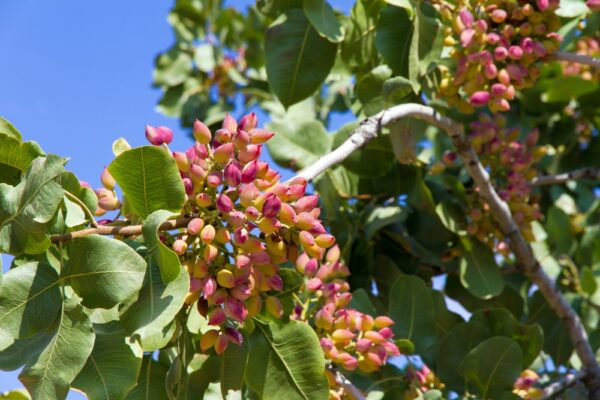 All about where pistachios originate from - kouroshfoods