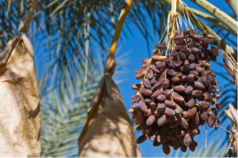 How are dates grown, , all about weather, soil, palm tree - kouroshfoods