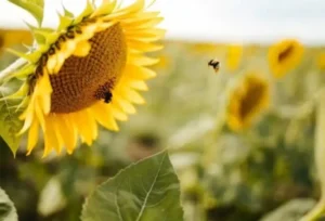 The Radiant World of Sunflowers: 10 Uses and Beyond - kouroshfoods